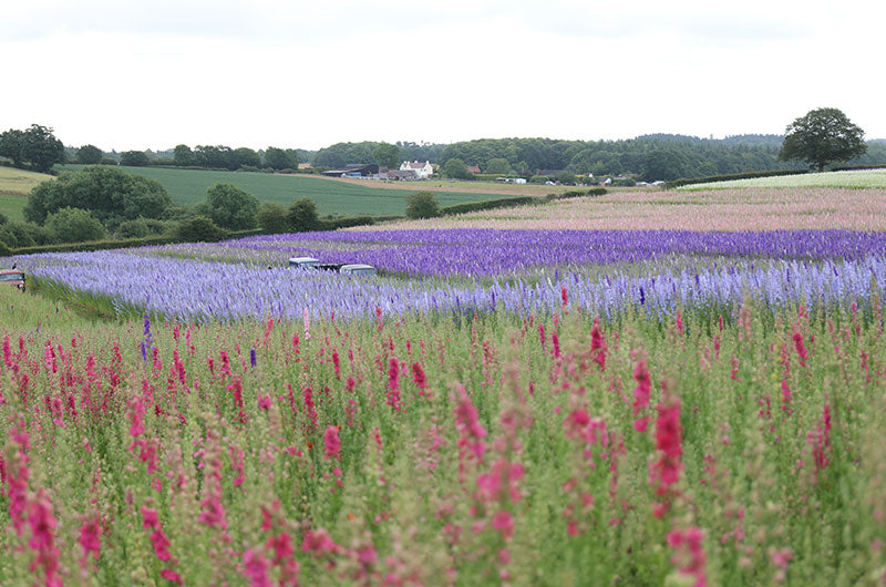 The Confetti Flower Fields 2022 – Shropshire Petals