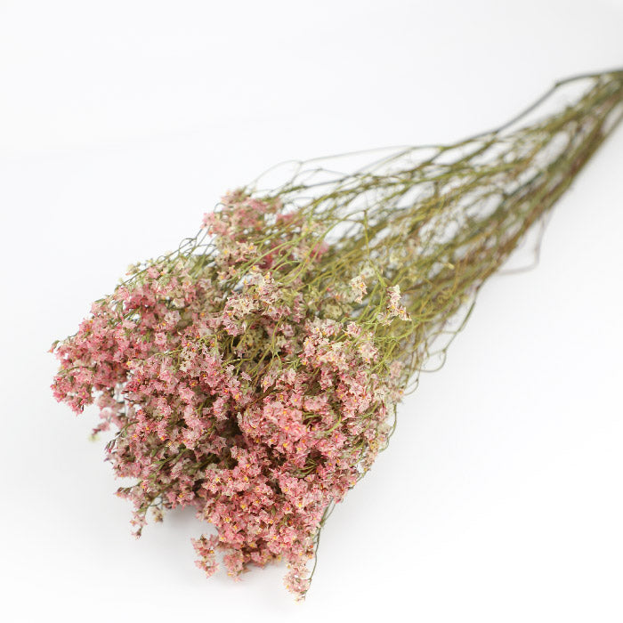 Coral Pink Limonium Bunch – Shropshire Petals
