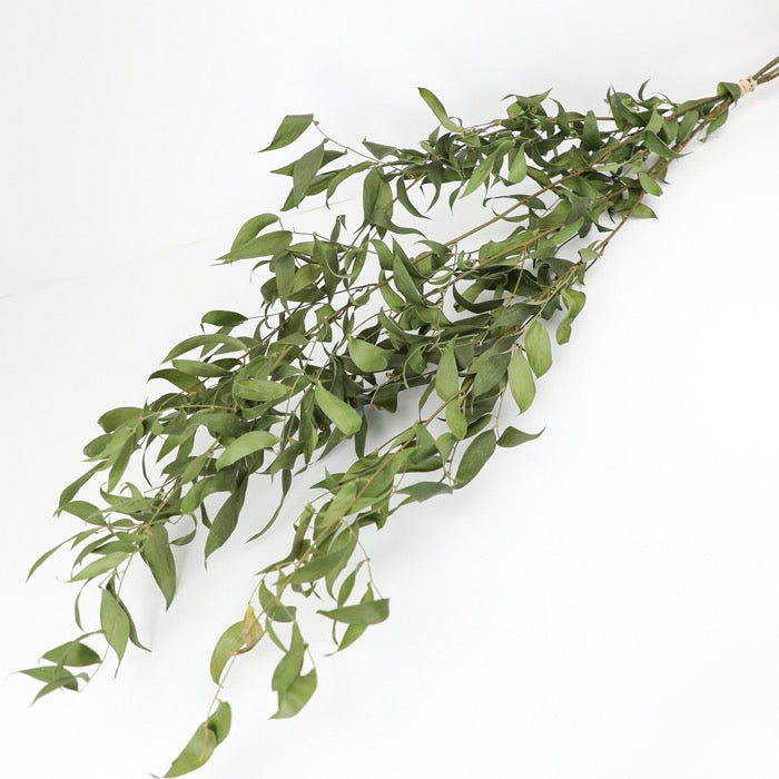 Natural Ruscus Bunch – Shropshire Petals