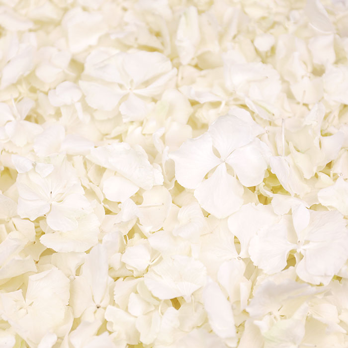Daisy Daisy Hydrangea Petals – Shropshire Petals
