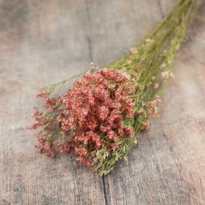 Coral Pink Limonium Bunch – Shropshire Petals