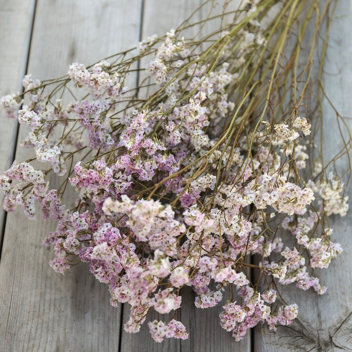 Pink Limonium Bunch – Shropshire Petals